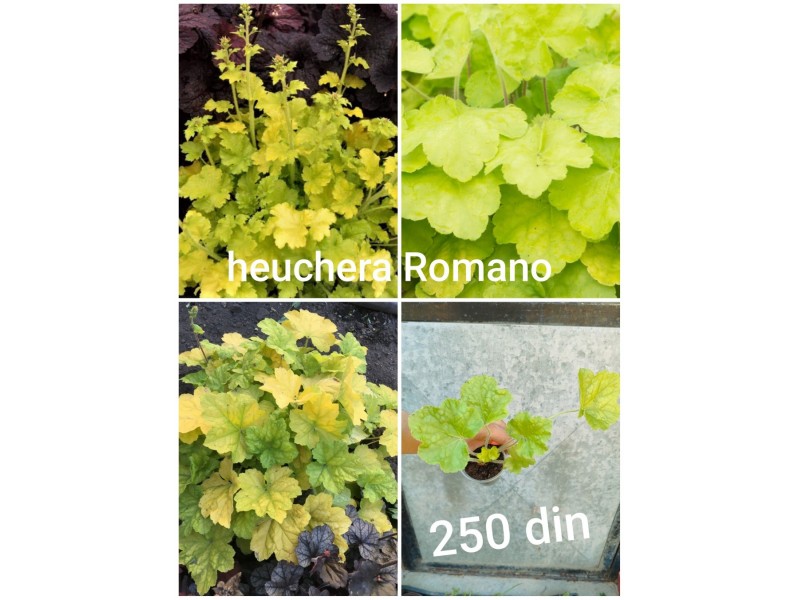 HEUCHERA ROMANO BILJKA