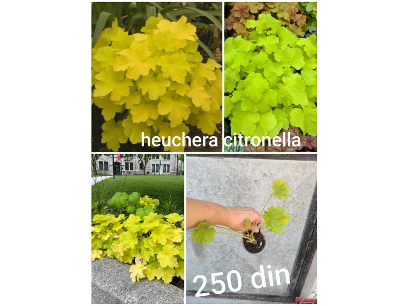 Heuchera citronella biljka