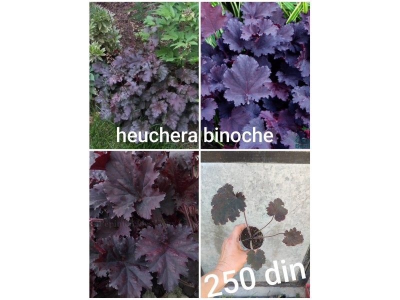 Heuchera binoche biljka