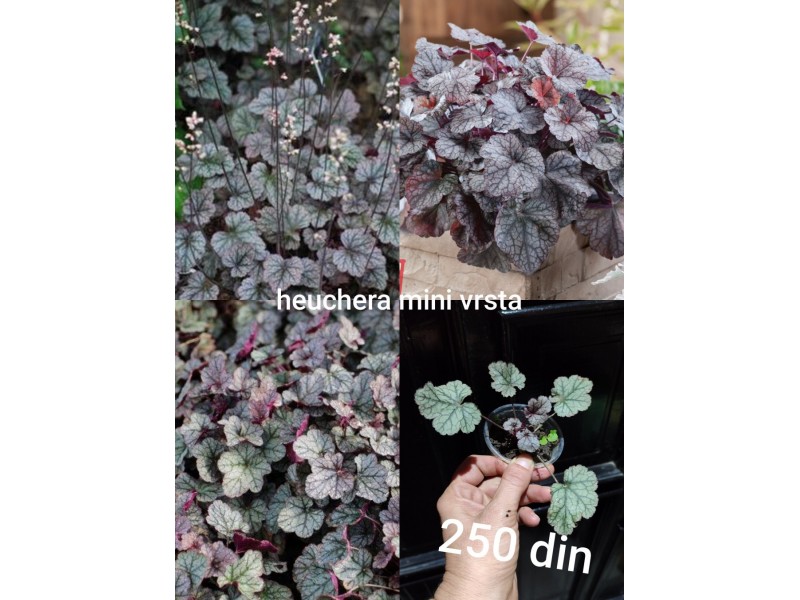 Heuchera mini vrsta biljka