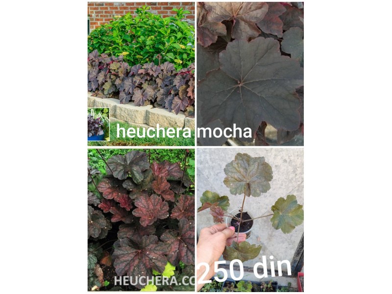 HEUCHERA MOCHA BILJKA