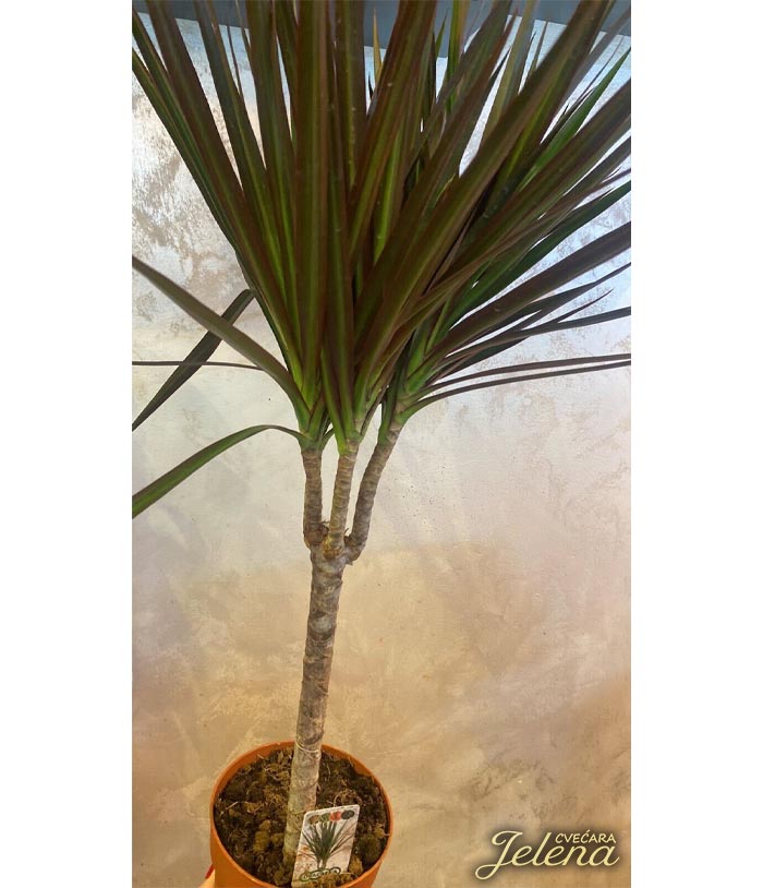 Dracena 1 štap