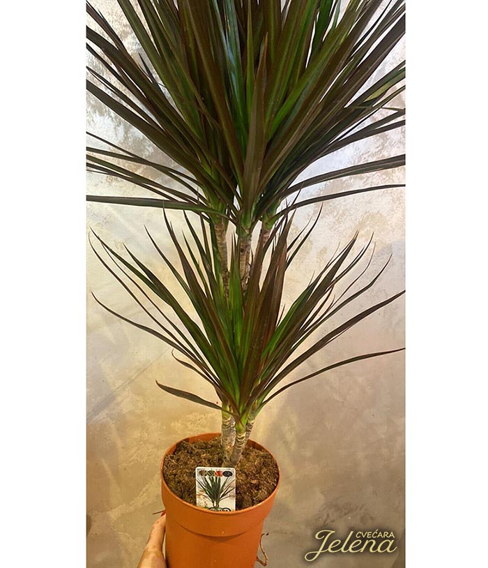 Dracena 2 štapa