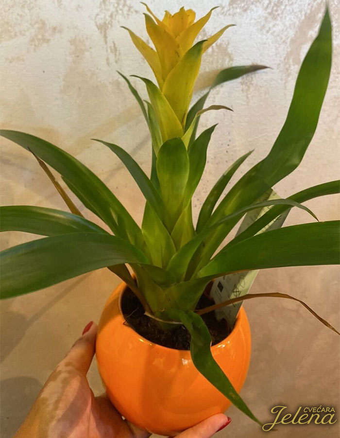 Guzmania