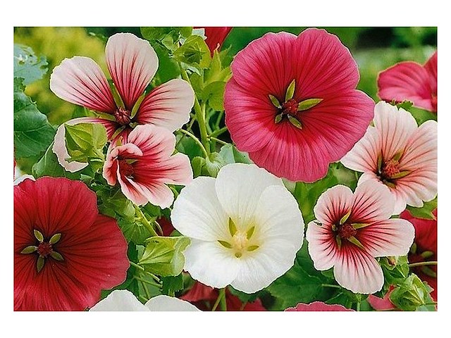 Malope trifida (Letnji slez) 50 semena