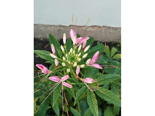 PAUK BILJKA (Cleome spinosa) Pink 40 semena