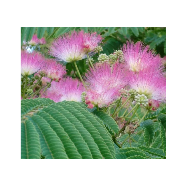 Albizia julibrissin 'Ombrella' • C 10 L • 80/100 cm