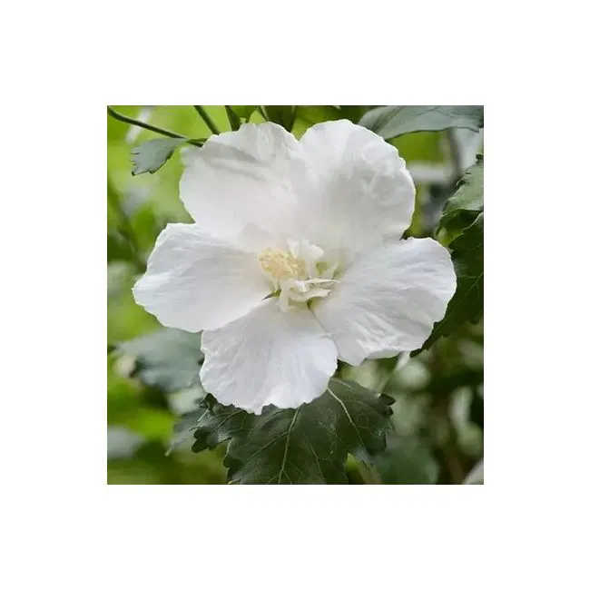 Hibiscus syriacus 'Flower Tower White'• C 2 • 60/80 cm