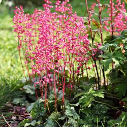 Heuchera sanguinea - koralni zvončić roze cveta