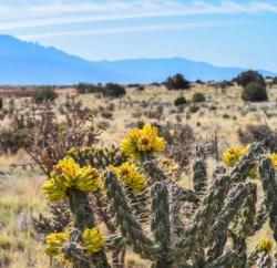 Cylindropuntia kaktus (seme)