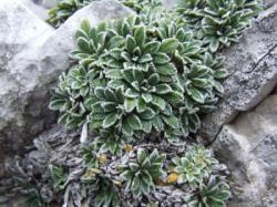 Saxifraga paniculata