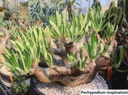 Pachypodium inopinatum - 5 semenki