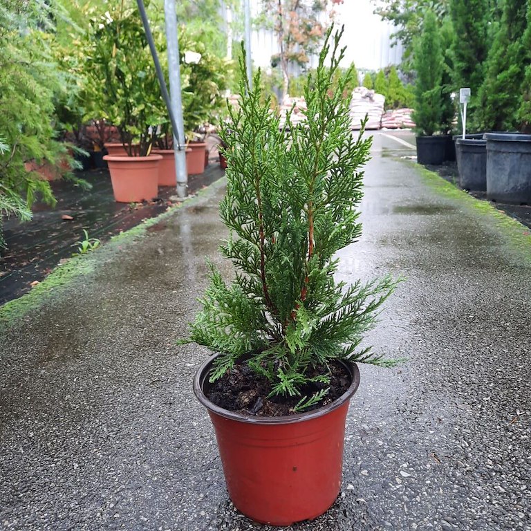 Cupressocyparis leylandii 20-40 cm