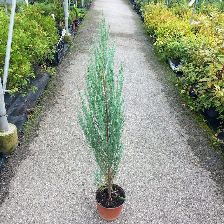 Juniperus virginiana Skyrocket 60 cm