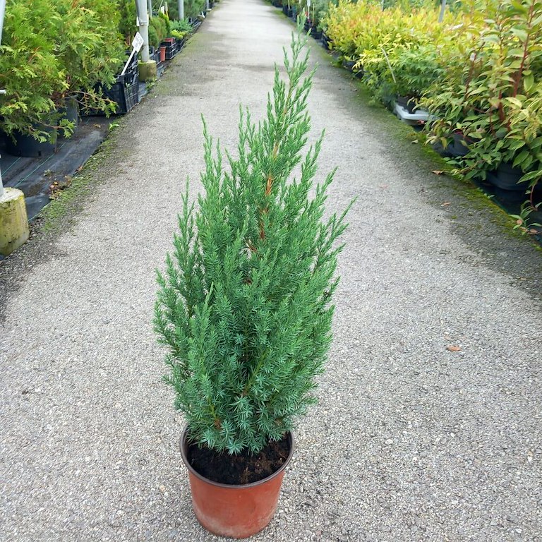 Juniperus chinensis Stricta 30 cm