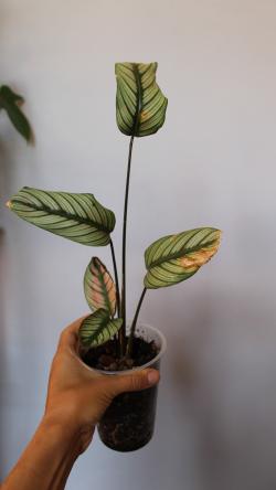 Calathea White Star