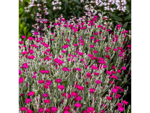 Lychnis Coronaria (Baršunasta pucavica) 100 semena