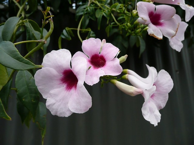 PANDOREA JASMINOIDES, RETKA,SOBNA PENJAČICA, CVETNICA