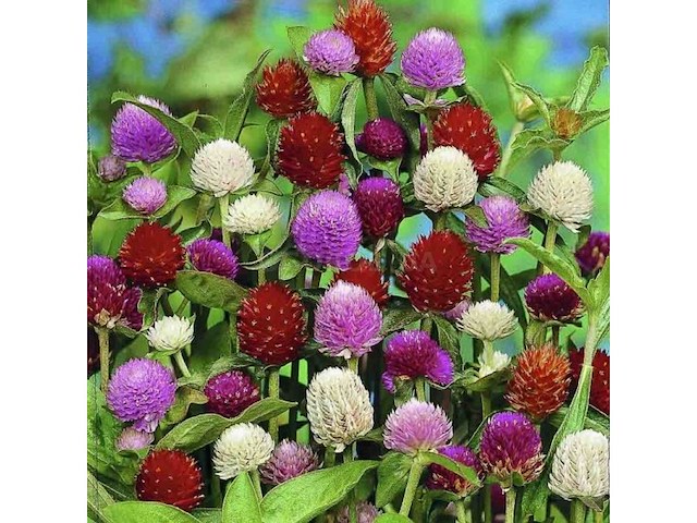 Gomphrena Globosa mix / Gomfrena 30 semena