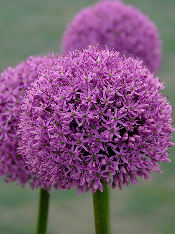 Allium Gladiator