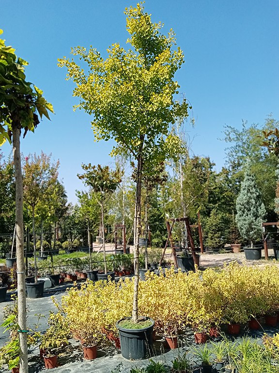 Ginko ‘Fastigiata’