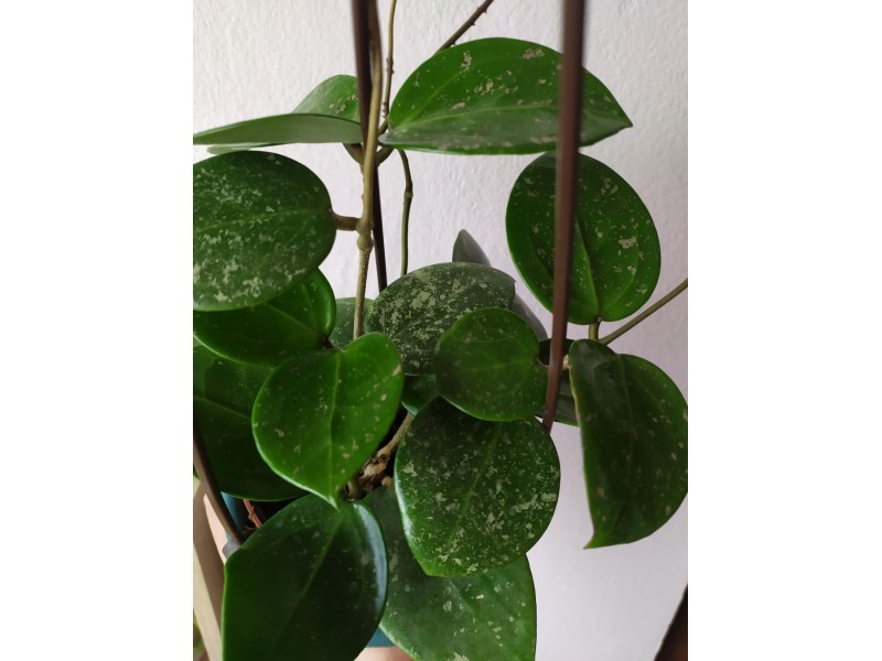 Hoya Parasitica Heart leaf "splash"