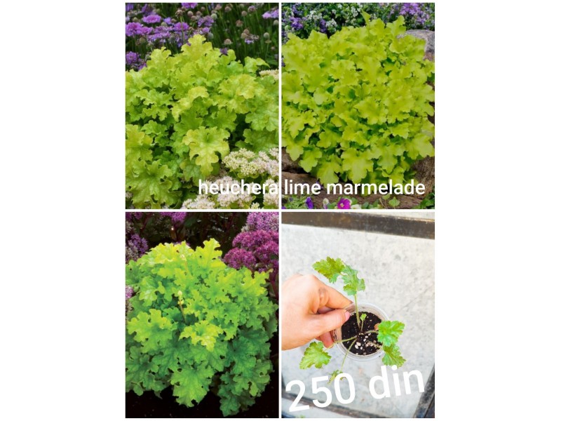 Heuchera lime biljka