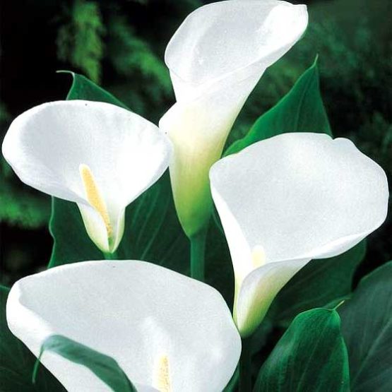 Calla Aethiopica 1/1