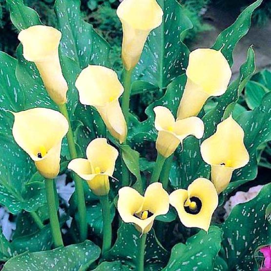 Calla black magic 1/1