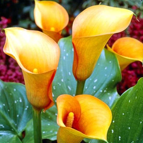 Calla Mango 1/1