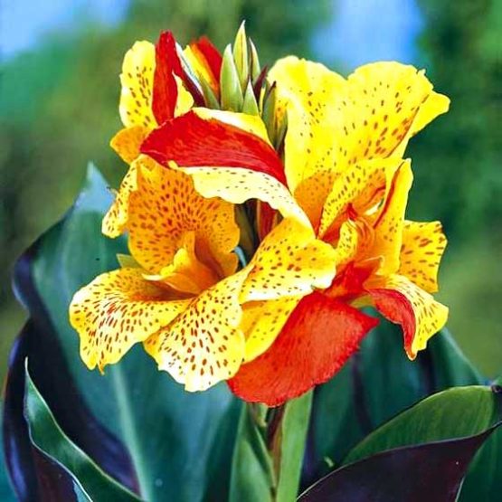 Canna Cleopatra 1/1