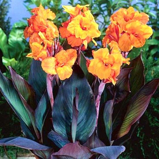 Canna wyoming 1/1