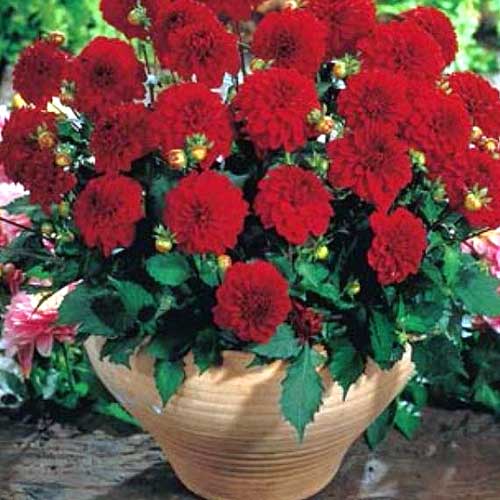 Dahlia Pot Gallary Singer 1/1