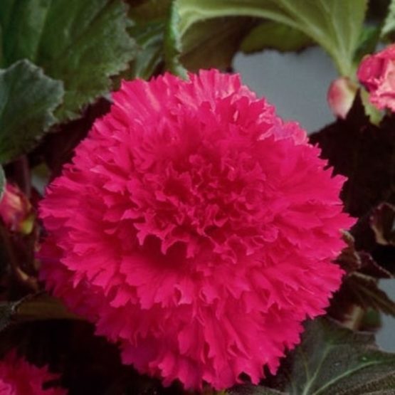 Begonia fimbriata dark pink 1/1