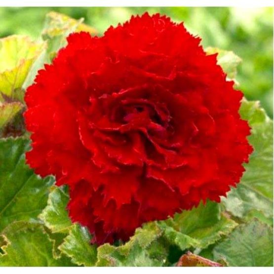 Begonia fimbriata dark red 1/1