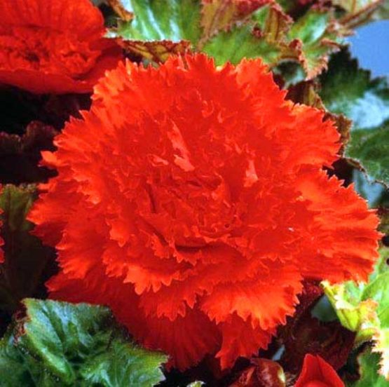 Begonia fimbriata orange 1/1