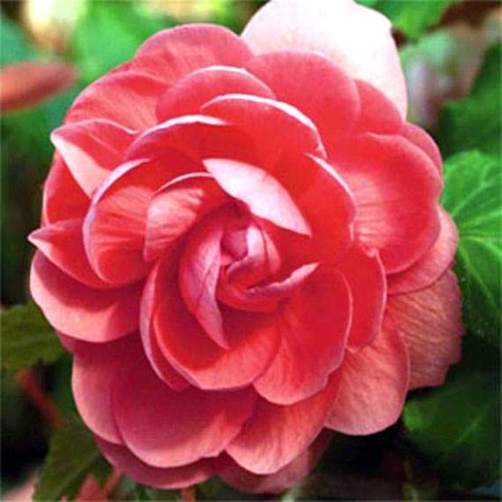 Begonia double salmon 1/1