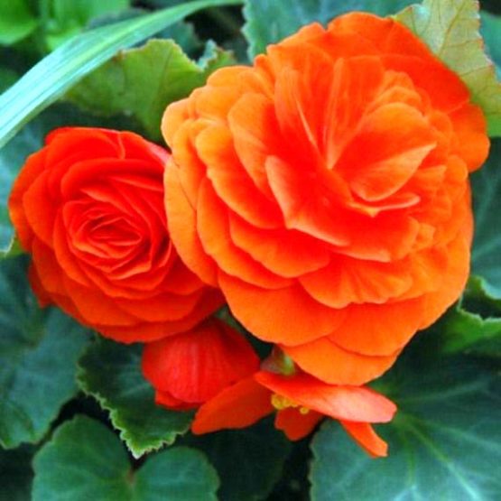 Begonia non stop orange 1/1