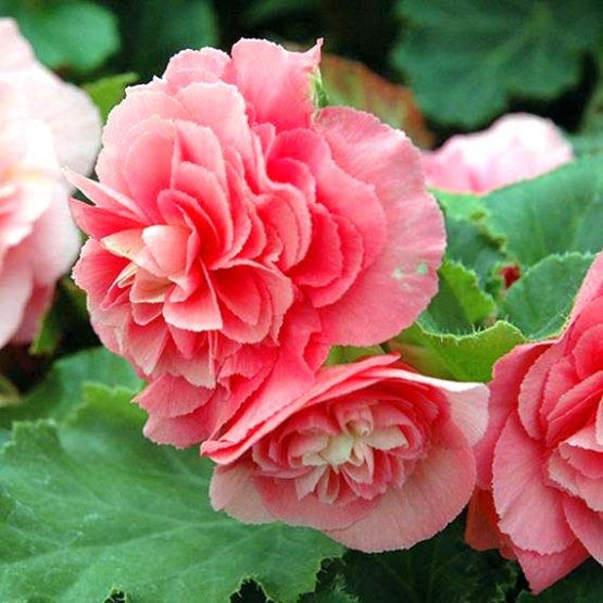 Begonia non stop pink 1/1