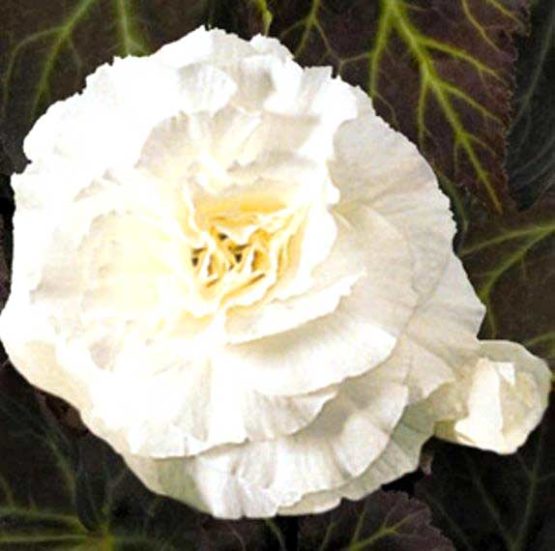 Begonia non stop white 1/1