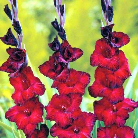 Gladiola bordo 1/1