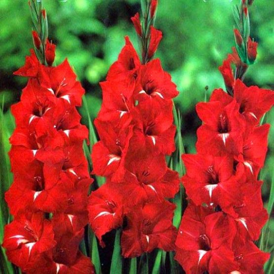 Gladiola crvena 1/1