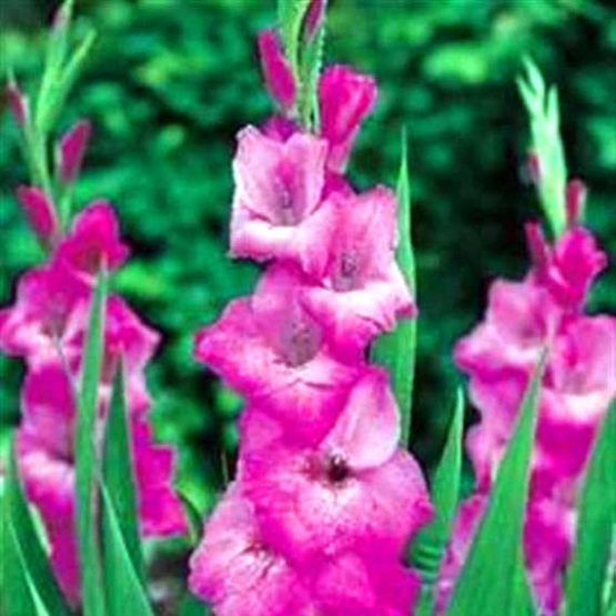 Gladiola pink 1/1