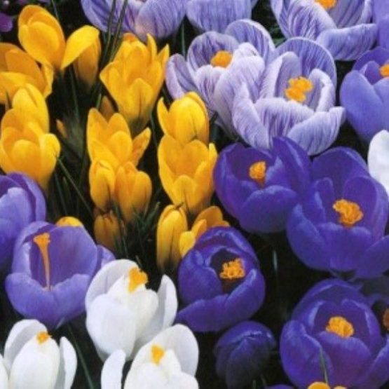 Crocus Large Flowering – Flower Record 15/1