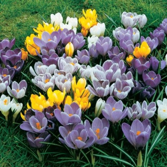 Crocus Large Flowering Crocus Mix 15/1