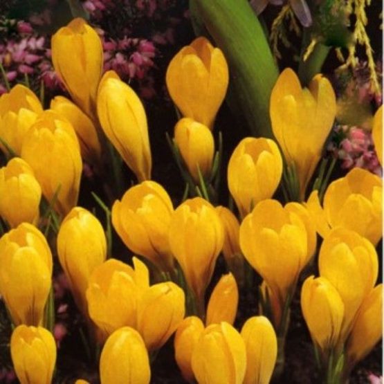 Crocus Large Flowering Golden Yellow 15/1