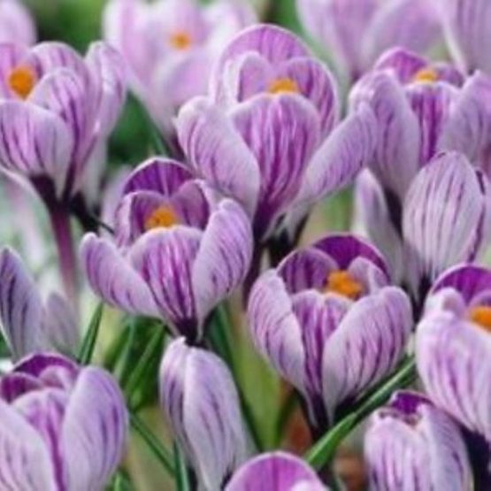 Crocus Large Flowering Pickwick 15/1