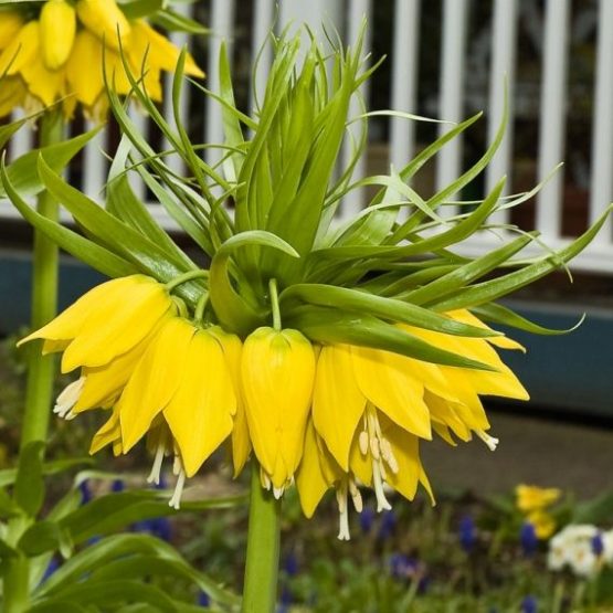 Fritillaria Lutea 1/1