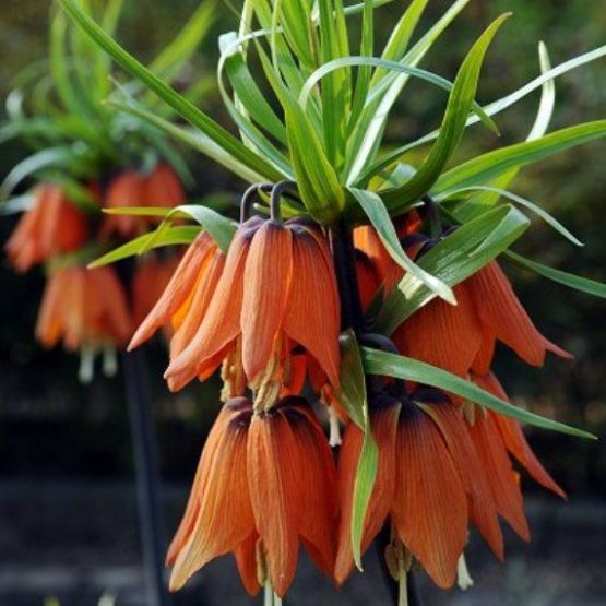 Fritillaria Rubra 1/1