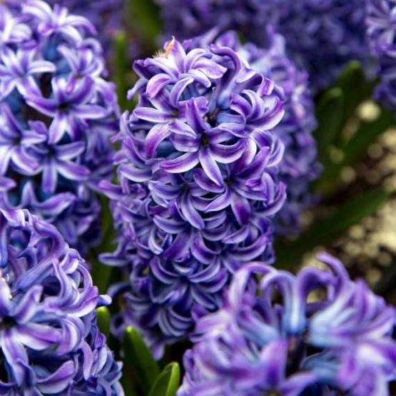 Hyacinthus Single Bleu Jacet 3/1